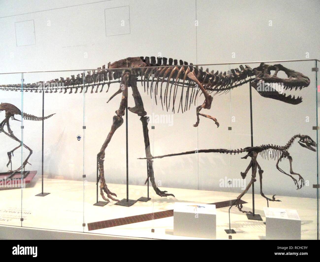 Albertosaurus libratus, Dinosaur Provincial Park, Alberta, Canada, Late ...