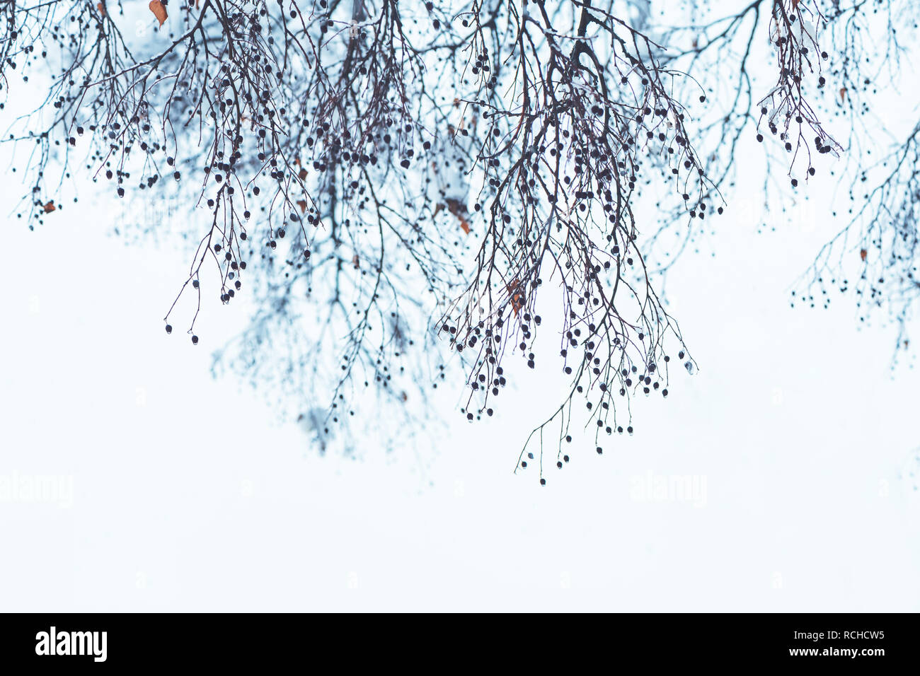Treetop branches in winter snow, idyllic wintertime season scenery ...