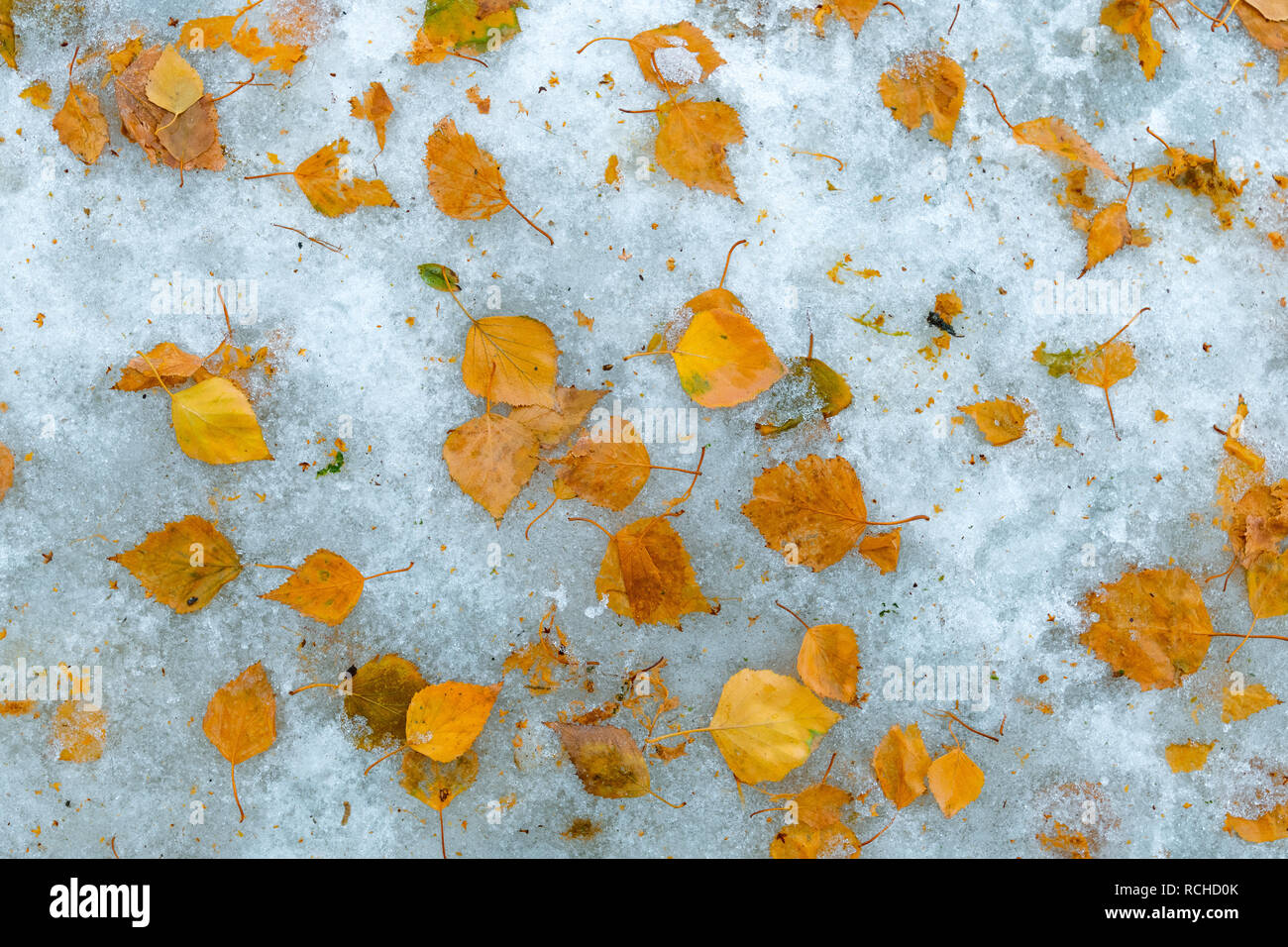 Dry yellow leaves of white birch tree in winter snow as natural season ...