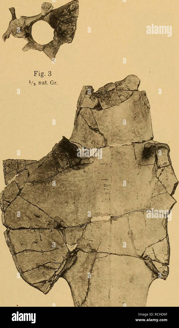 Pithecanthropus erectus hi-res stock photography and images - Alamy