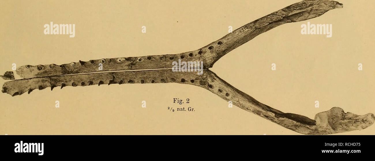 Trinil pithecanthropus erectus hi-res stock photography and images - Alamy