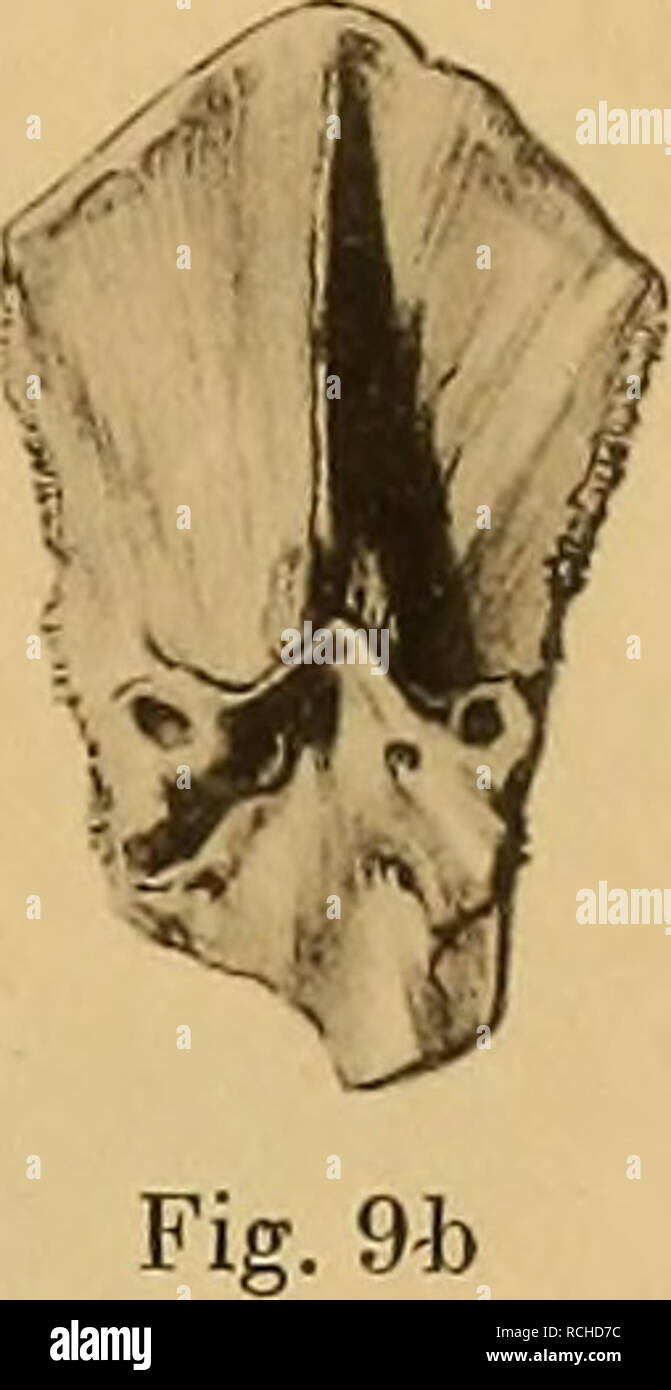 Trinil pithecanthropus erectus hi-res stock photography and images - Alamy