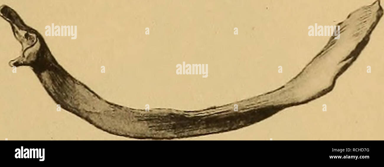 Trinil pithecanthropus erectus hi-res stock photography and images - Alamy