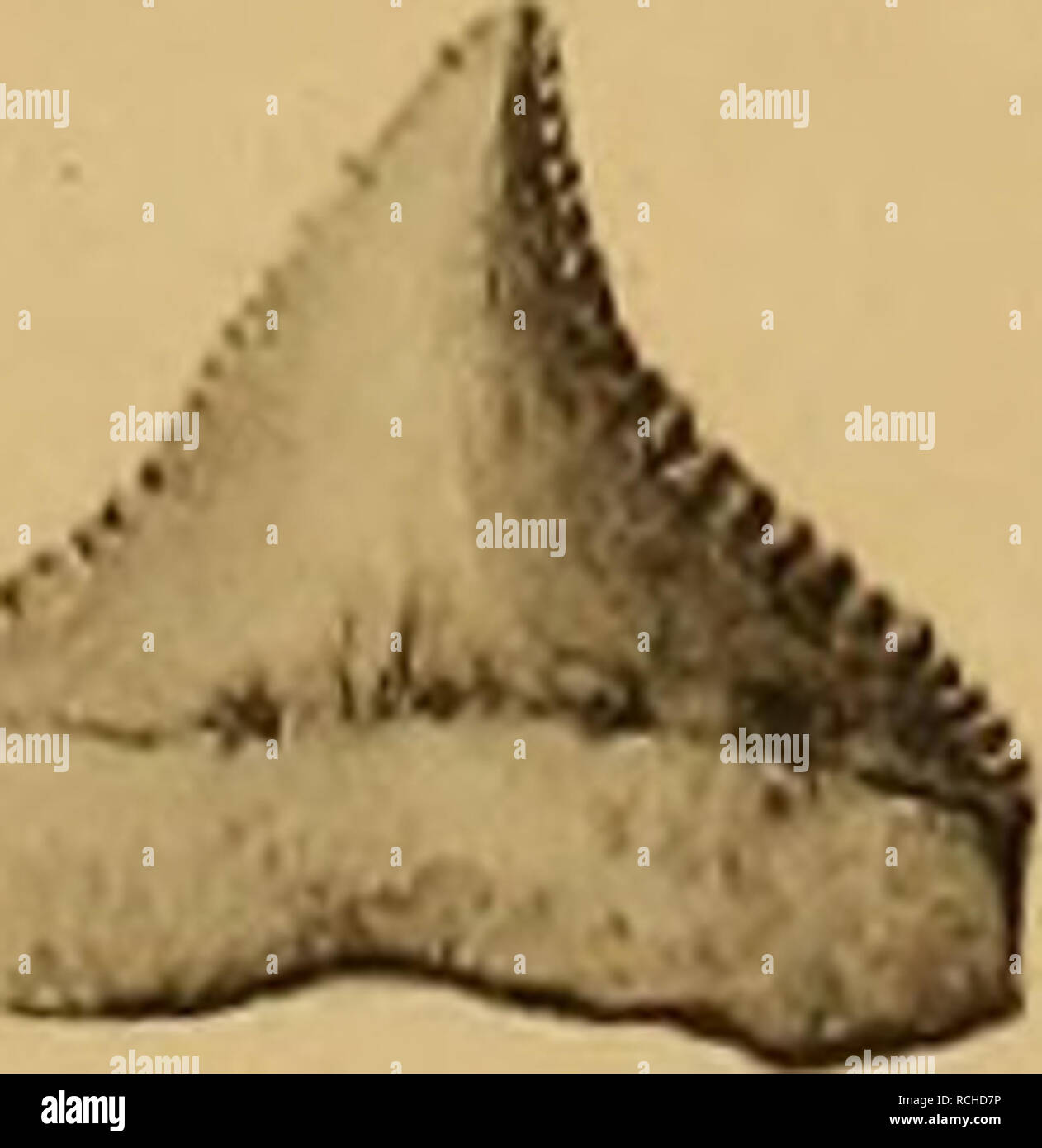 Trinil pithecanthropus erectus hi-res stock photography and images - Alamy