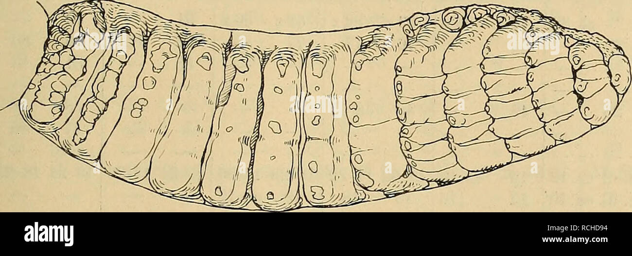 . Die Pithecanthropus-Schichten auf Java. Geologische und ...