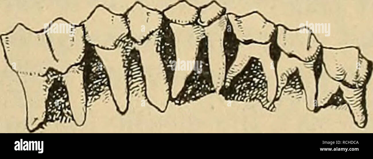 . Die Pithecanthropus-Schichten auf Java. Geologische und ...
