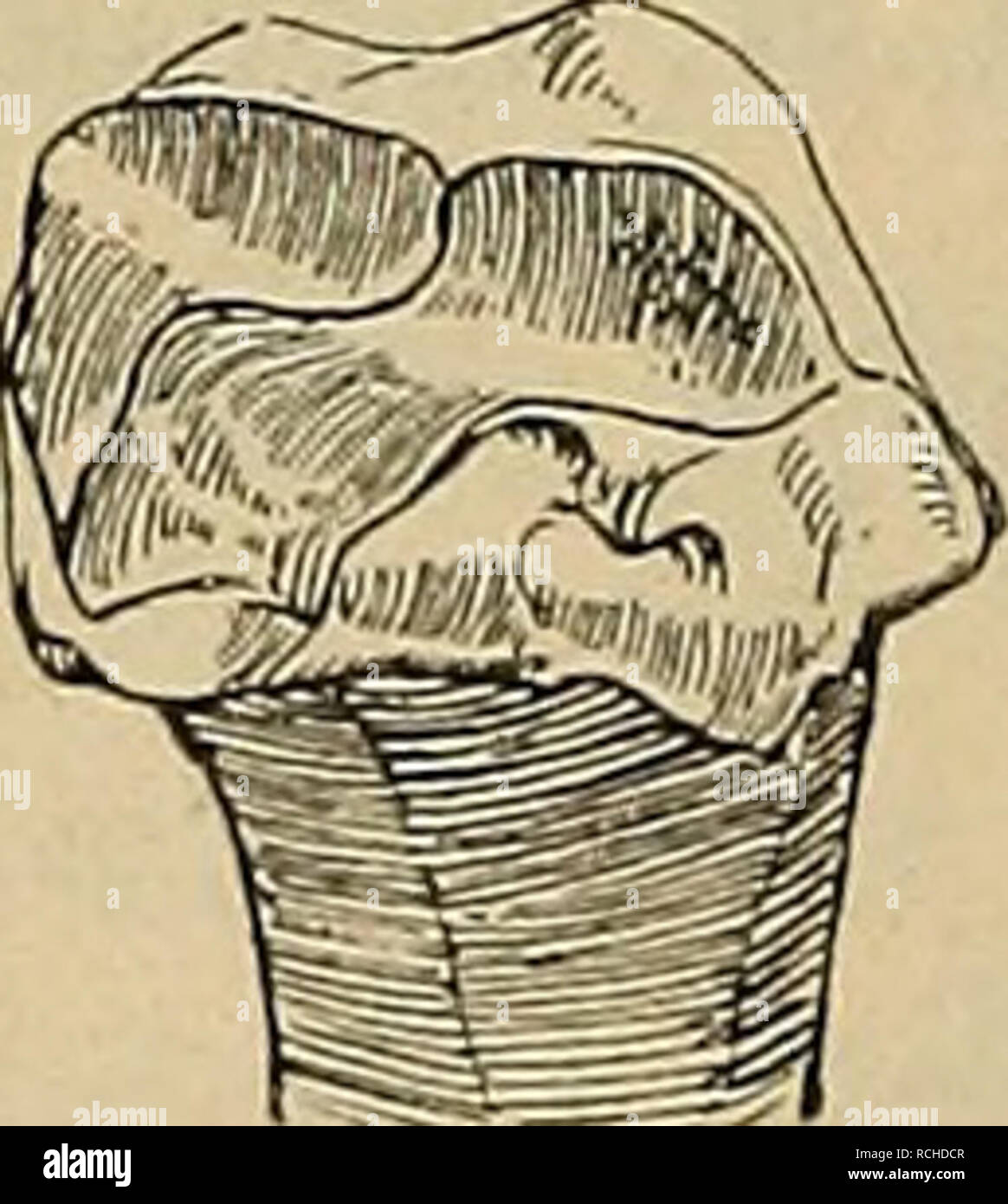 Pithecanthropus erectus hi-res stock photography and images - Alamy