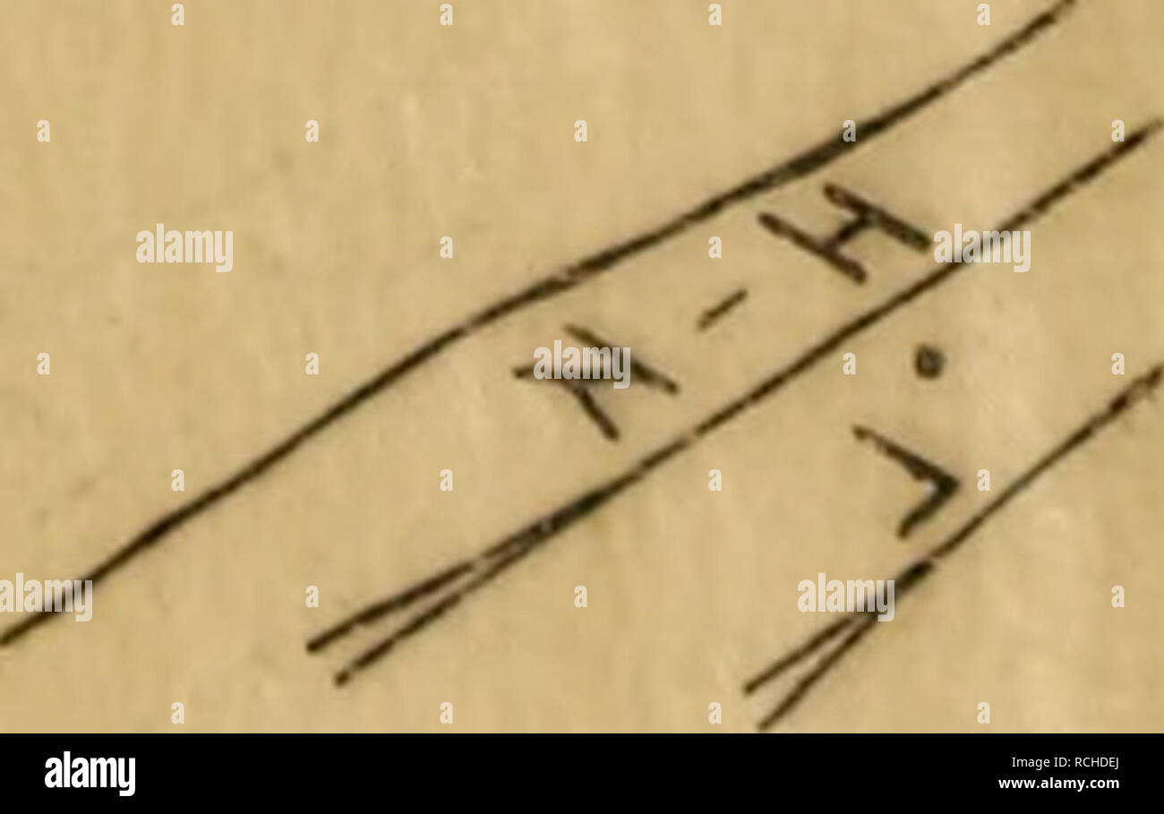 Trinil pithecanthropus erectus hi-res stock photography and images - Alamy