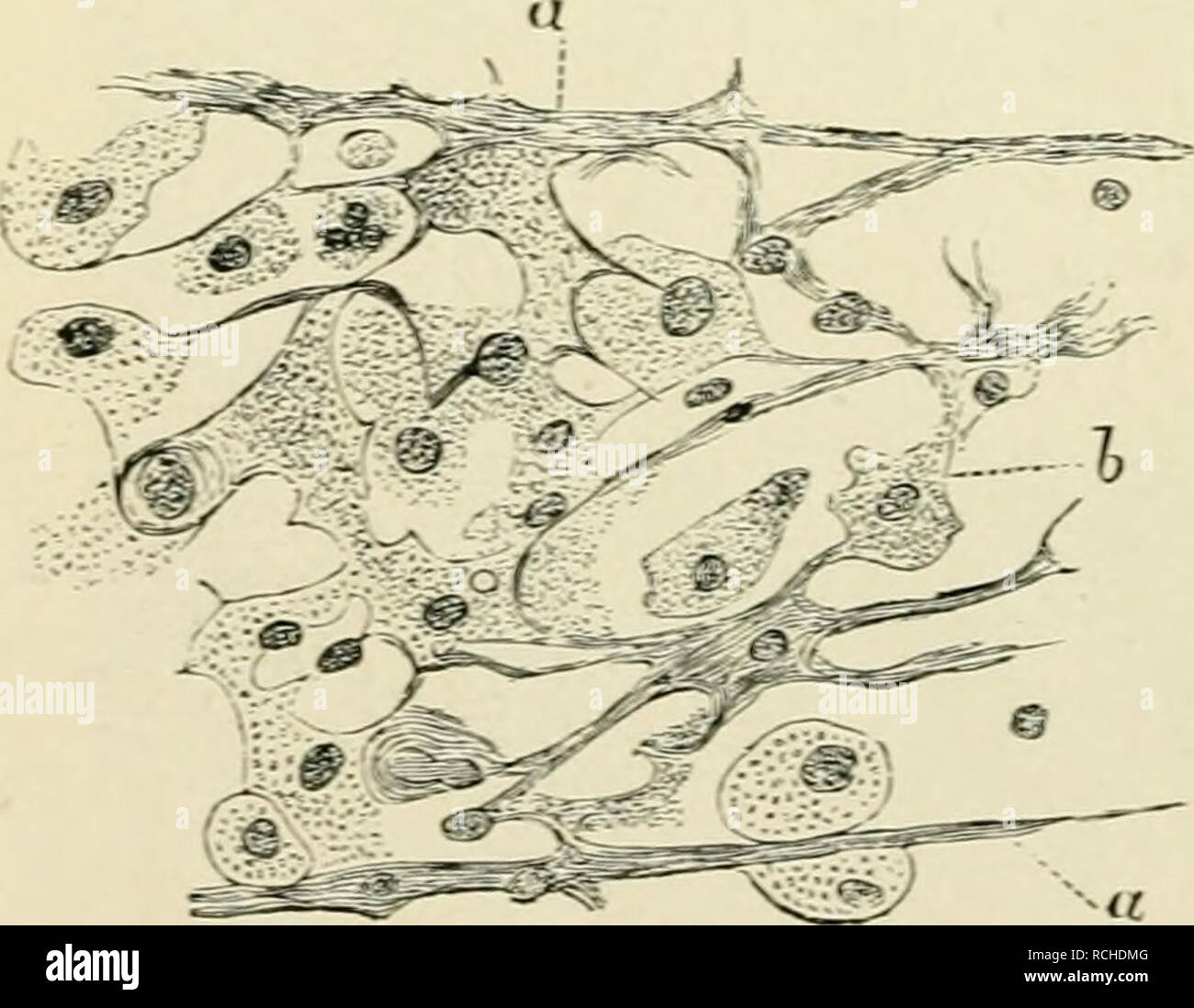 Spleen Histology Drawing