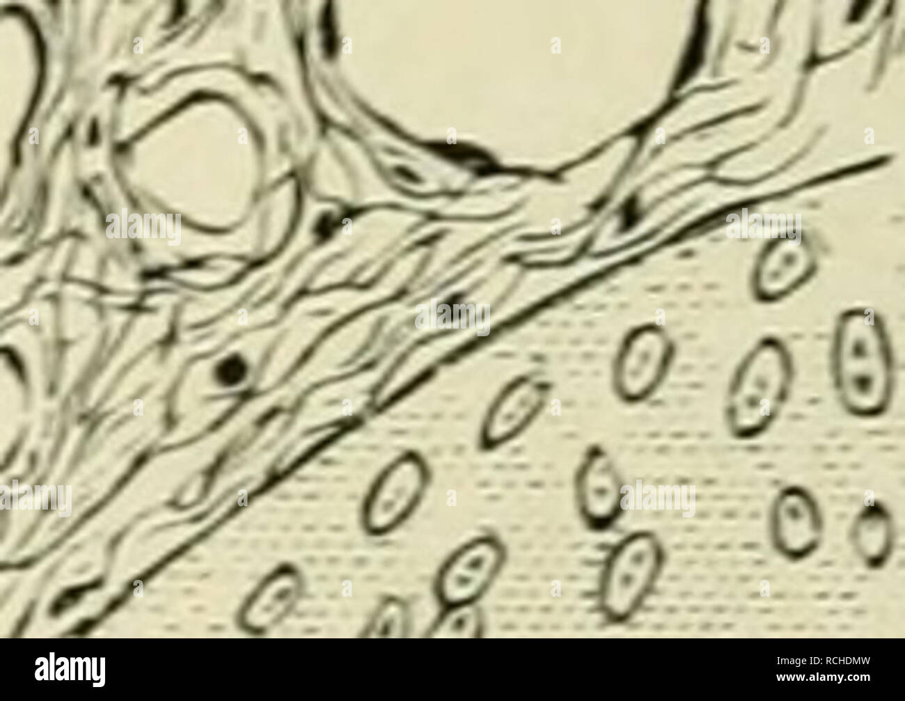 Histology trachea High Resolution Stock Photography and Images - Alamy