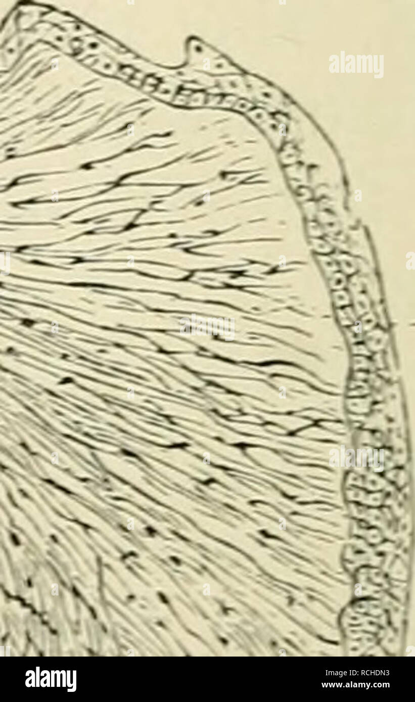 True vocal cords hi-res stock photography and images - Alamy