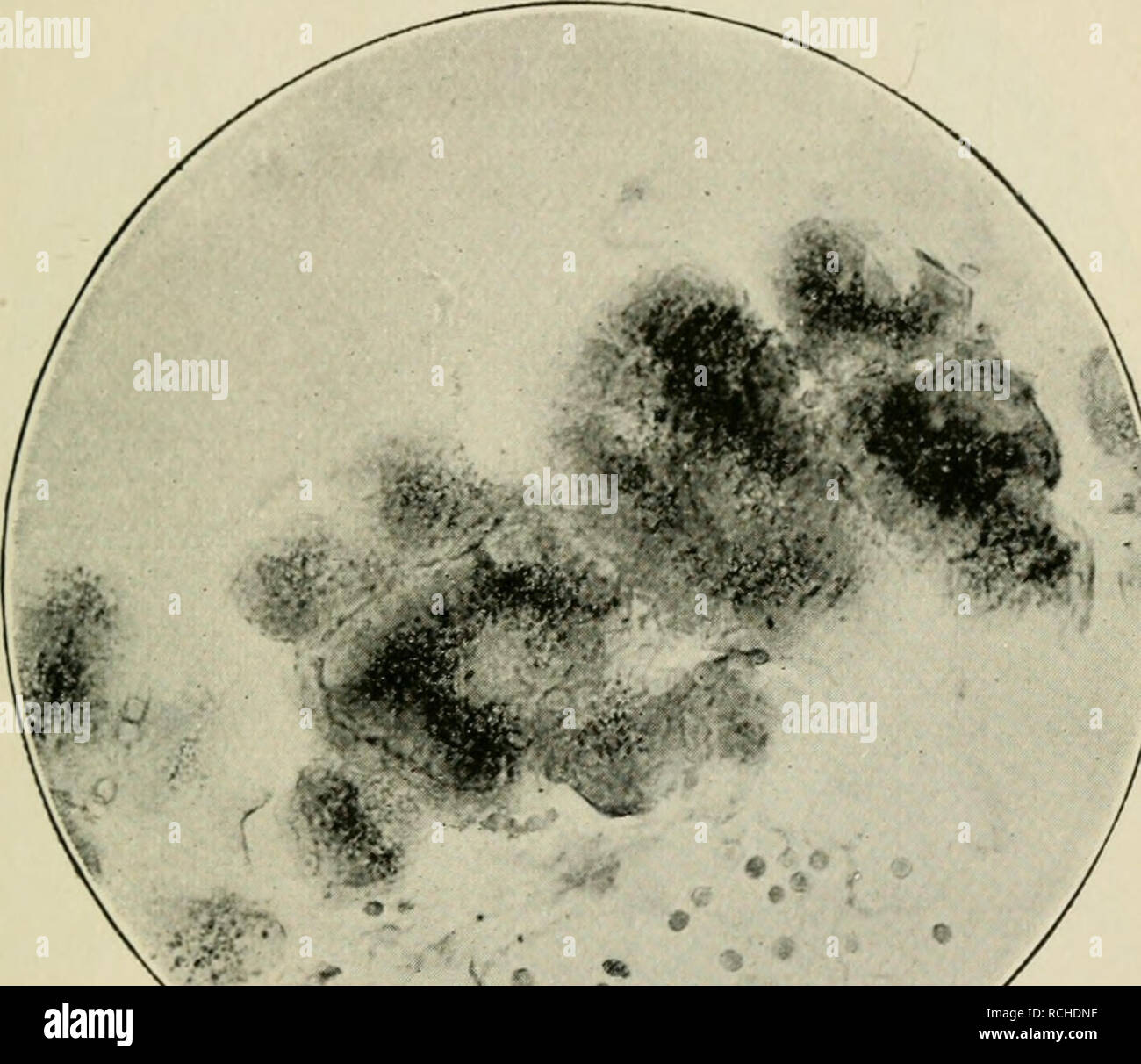 . Elements of histology. Histology. Pancreas. 331 and an inner less ...