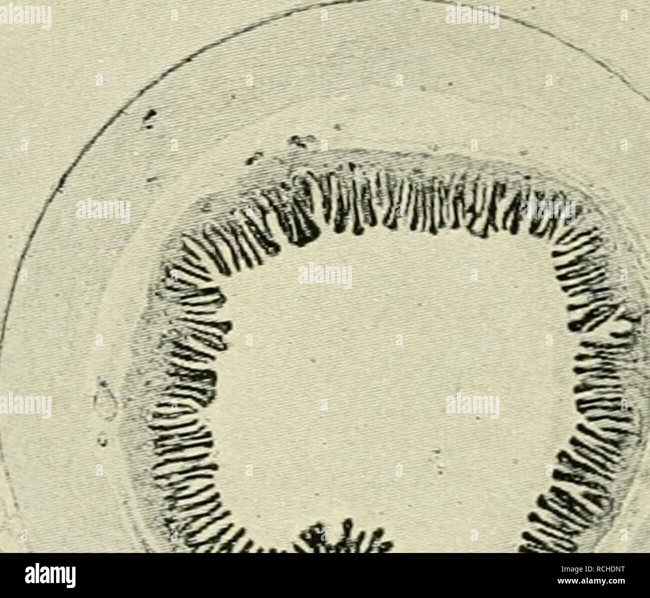 . Elements of histology. Histology. 326 Elemenis of Histology. 275. The ...