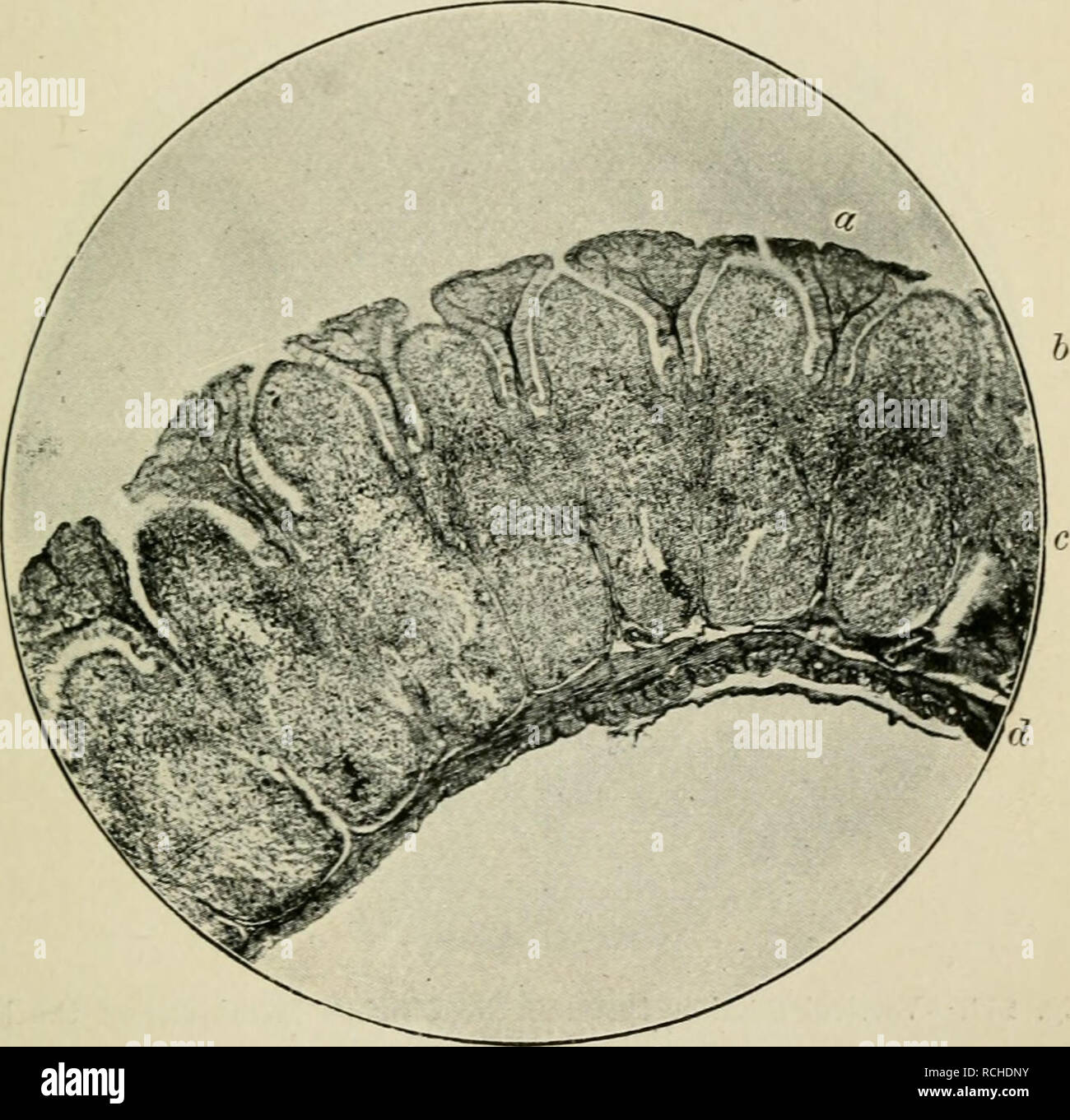 . Elements of histology. Histology. Small and Large Intestink. 323 ...