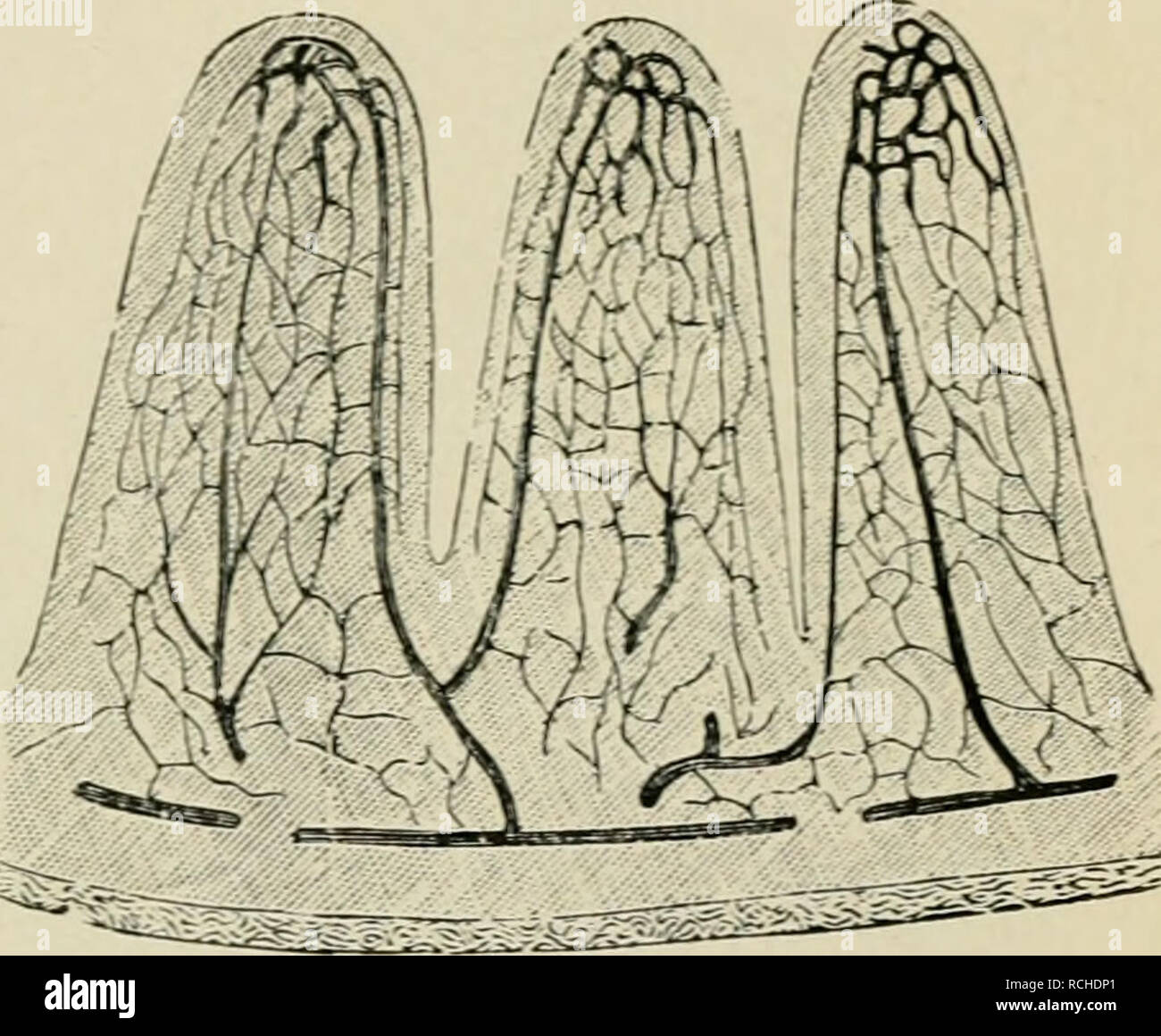 Large intestine mucosa and submucosa hi-res stock photography and ...