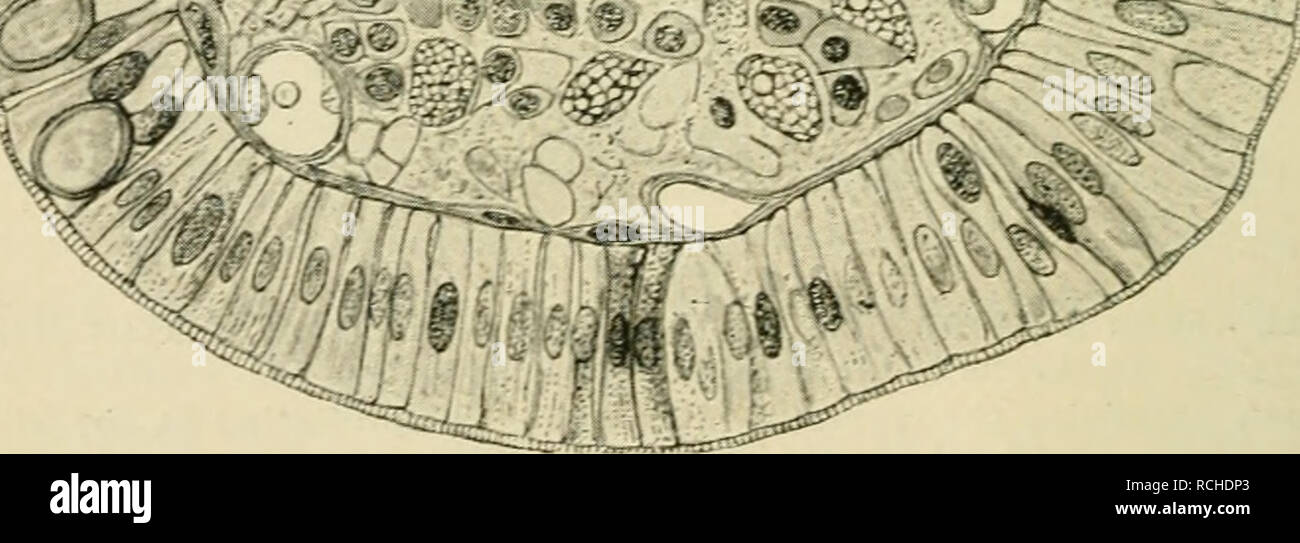 . Elements of histology. Histology. Fig. 207.—Transverse Section ...