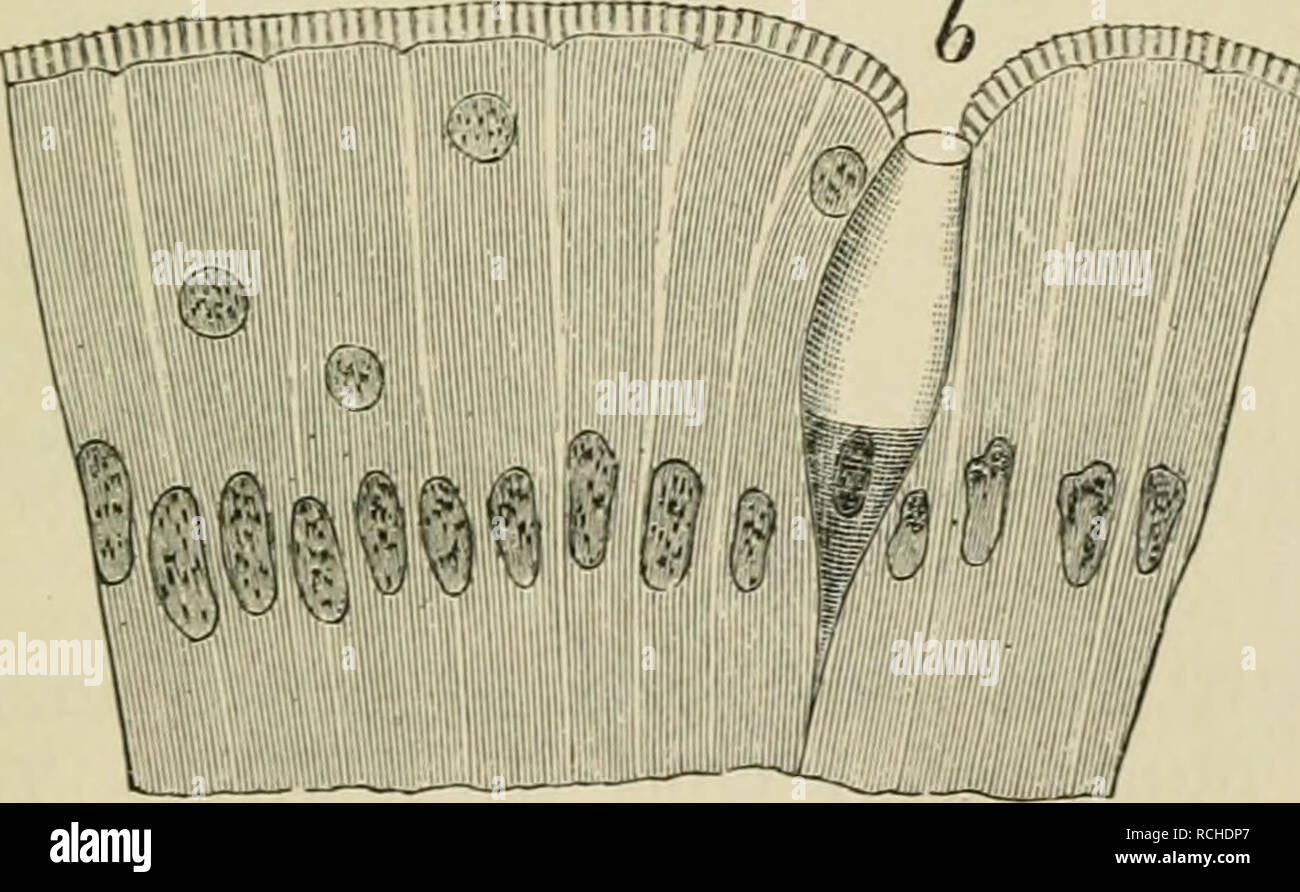 Mucosal Membrane Small Intestine