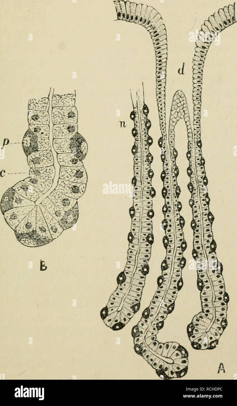 . Elements of histology. Histology. Stomach. ;ii to near the ...