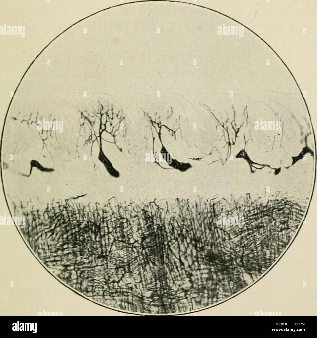 . Elements of histology. Histology. Mouth^ Pharynx and Tongue. 301 ...