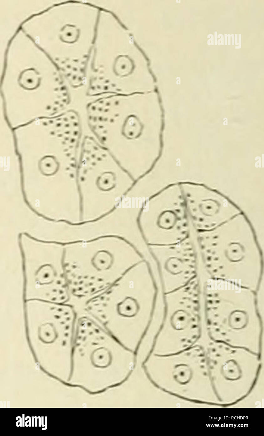 . Elements of histology. Histology. Fig. 193.—Acini of Serous Gland ...