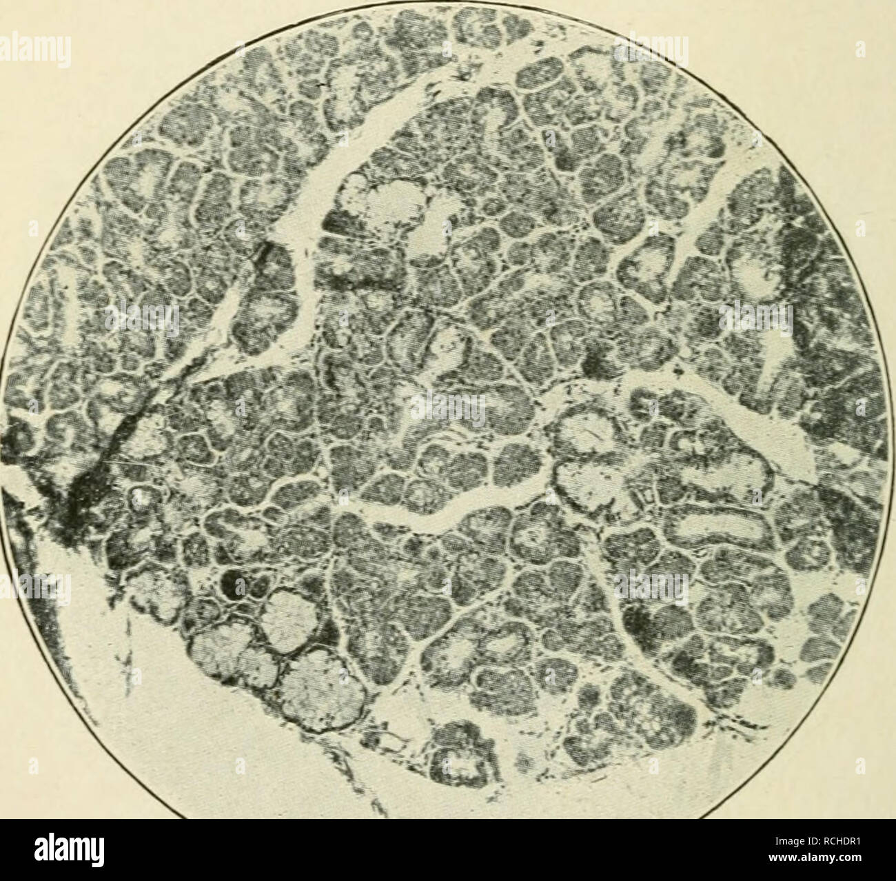 . Elements of histology. Histology. 290 Elements of Histology septa in ...
