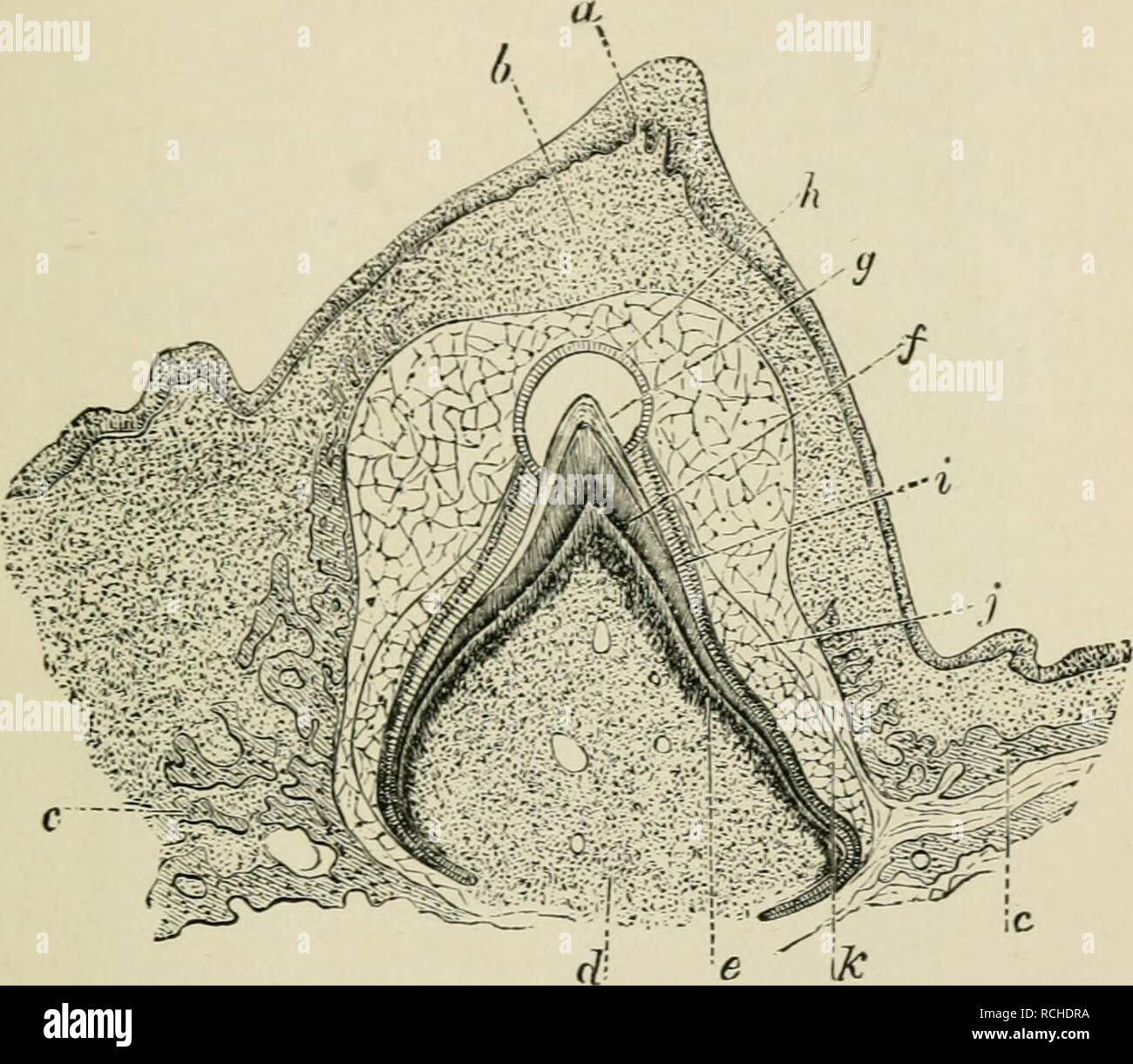 Tooth Histology Orban's Oral Histology, Embrology & Physiology, 16e
