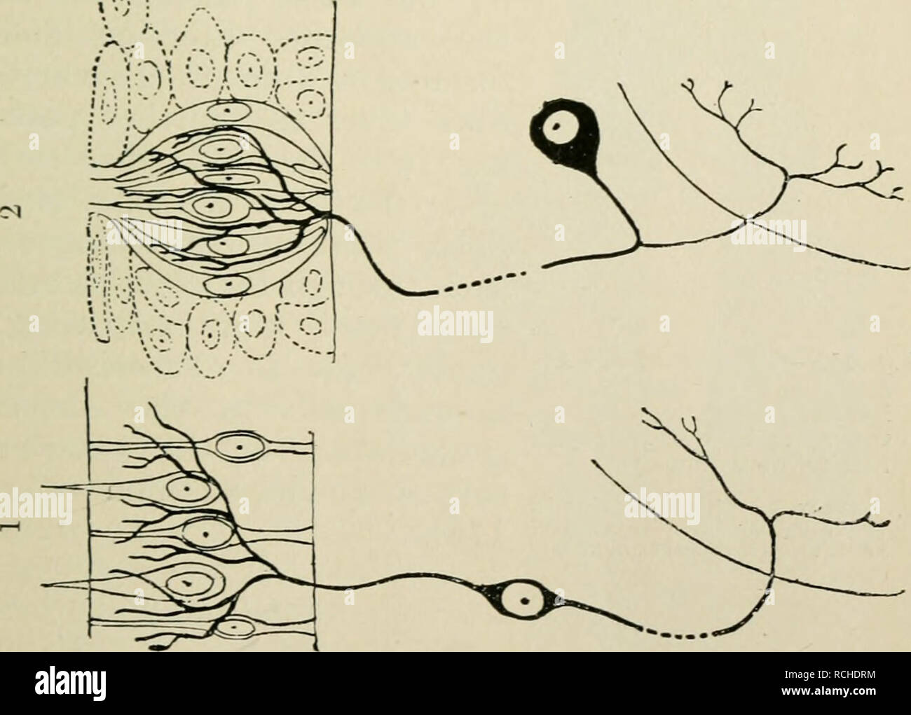 Sensory Neuron Histology