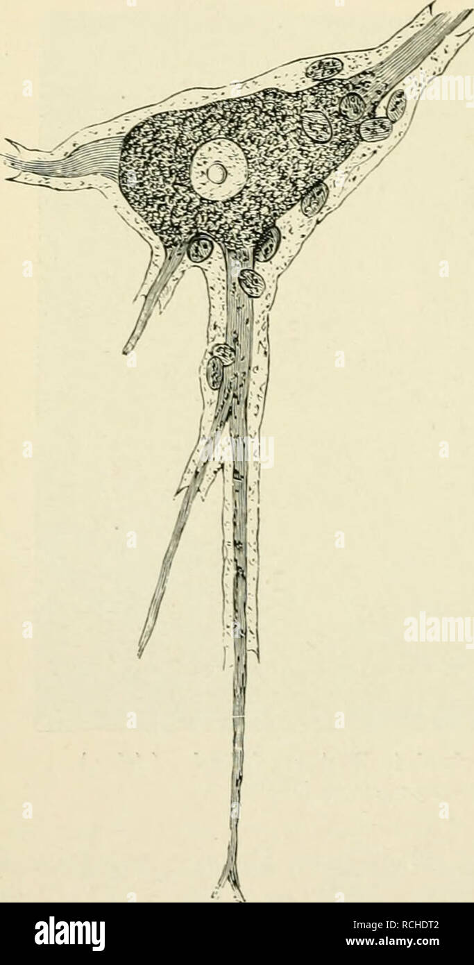 . Elements of histology. Histology. 264 Elements of Histology. 2)ost ...