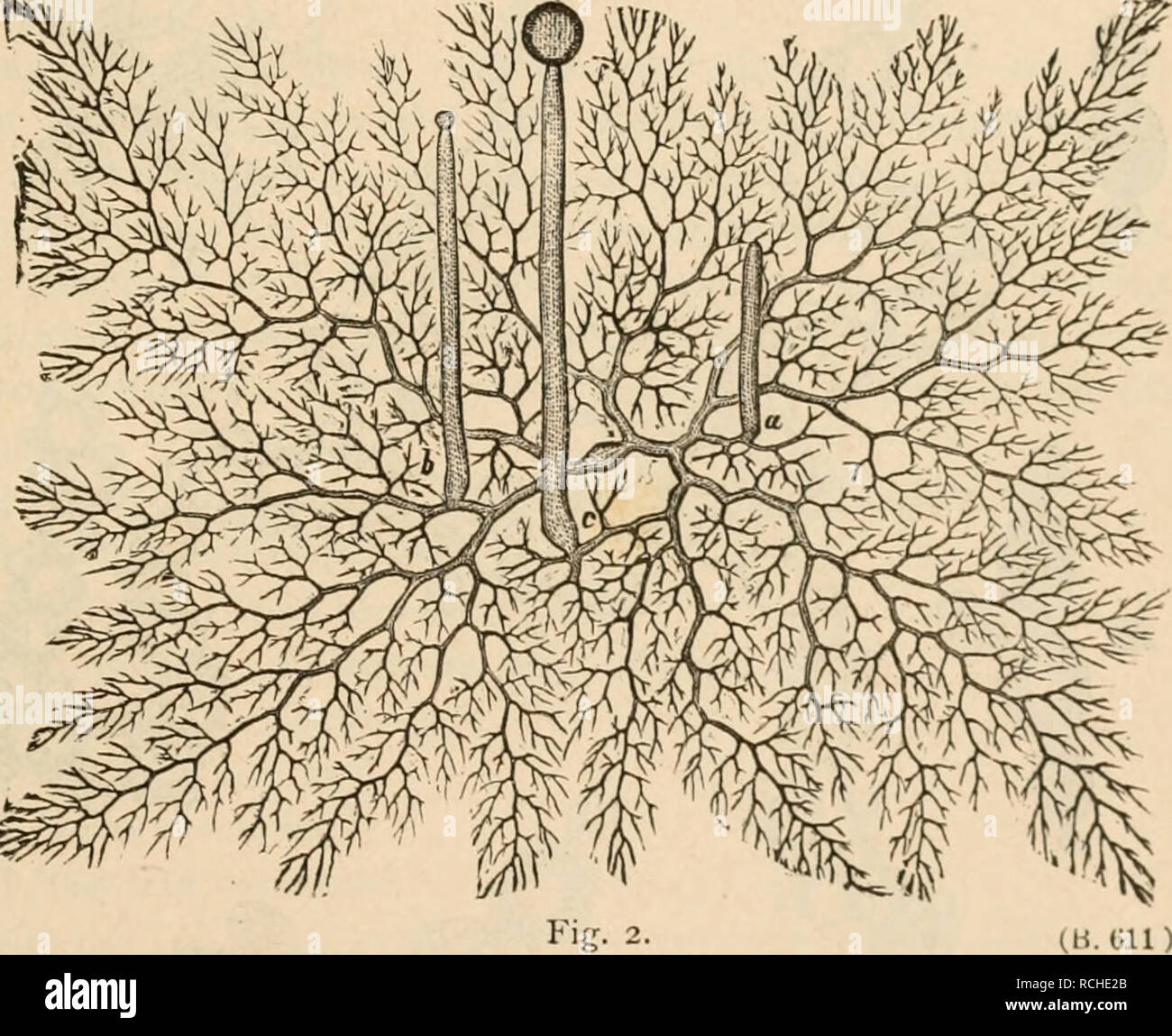 Monopodium High Resolution Stock Photography and Images - Alamy