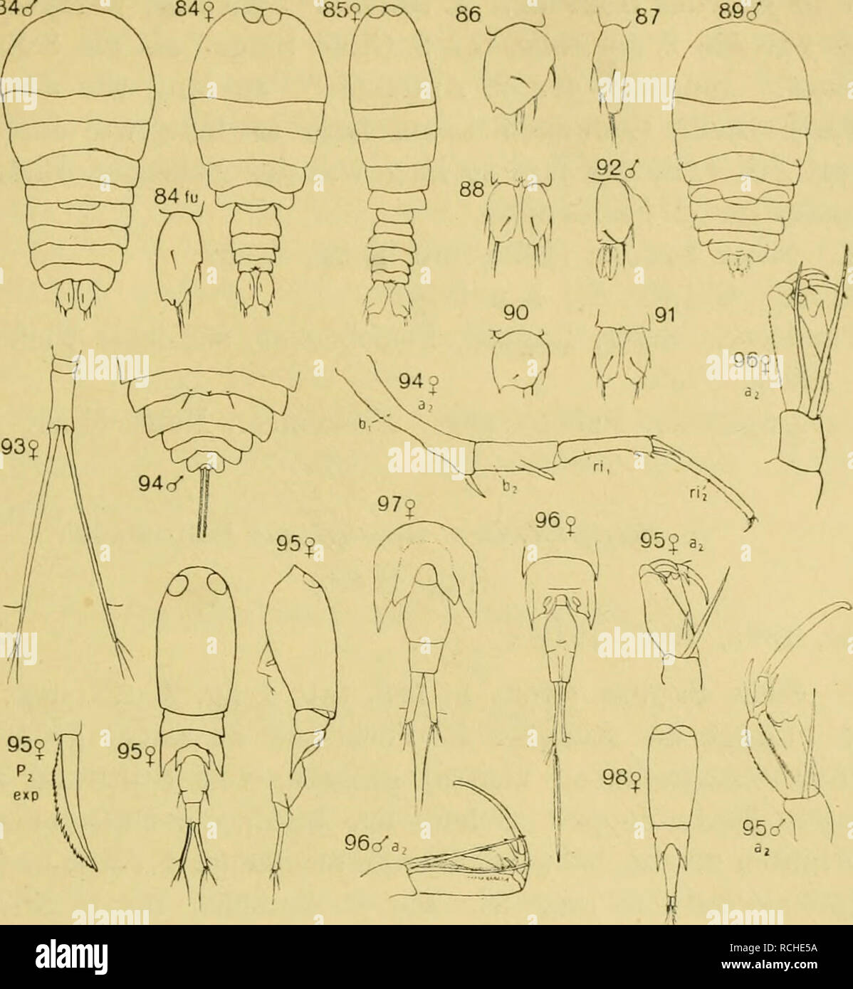 Copilia hi-res stock photography and images - Alamy