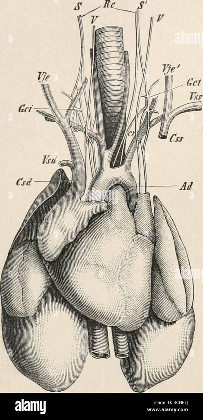Thoracicum hi-res stock photography and images - Alamy