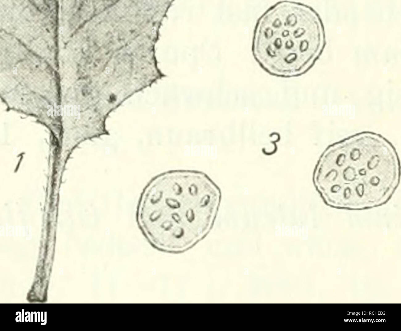 Entyloma hi-res stock photography and images - Alamy