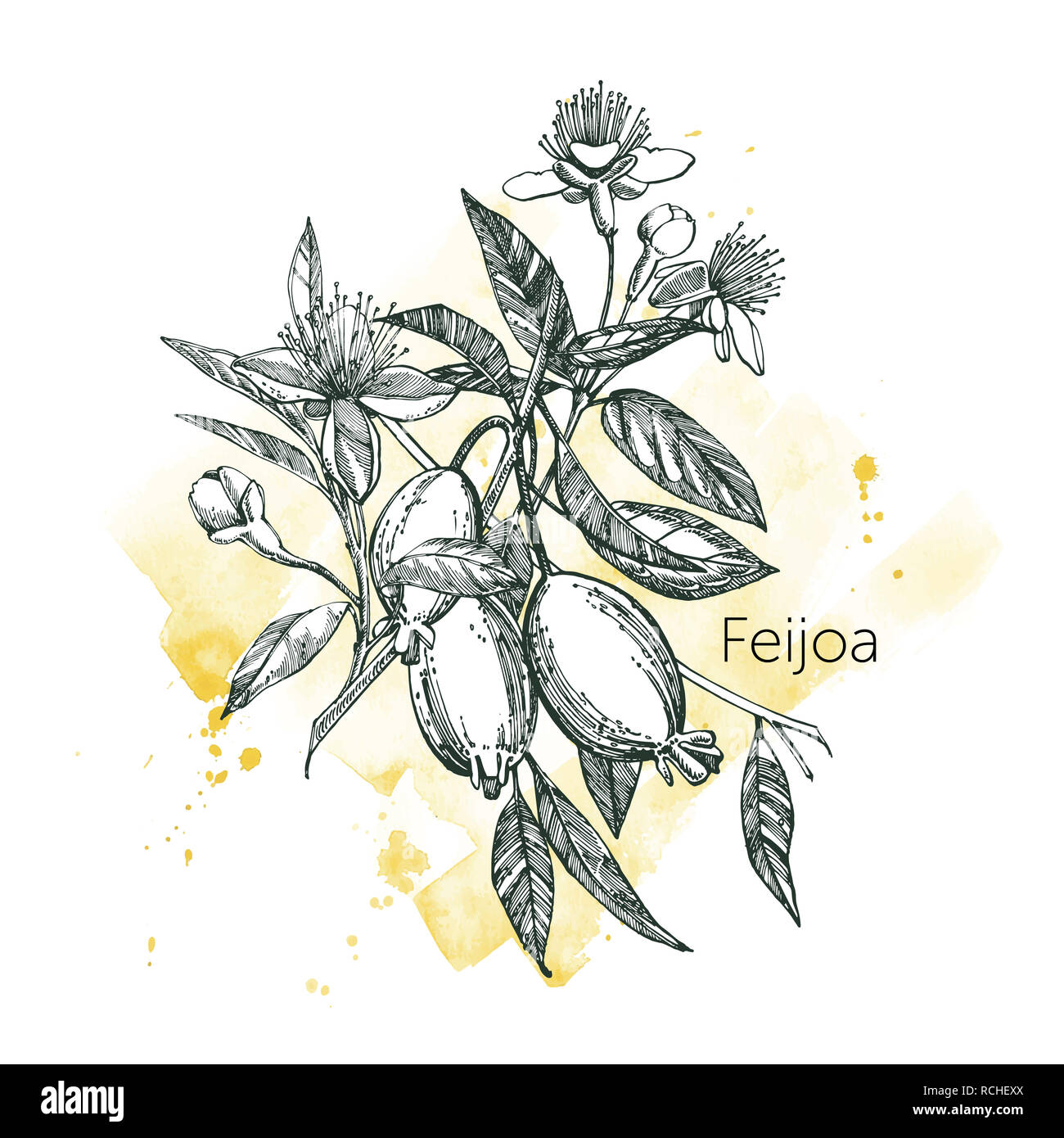 Collection of feijoa fruit, flower, leaves and feijoa slice. Graphic ...