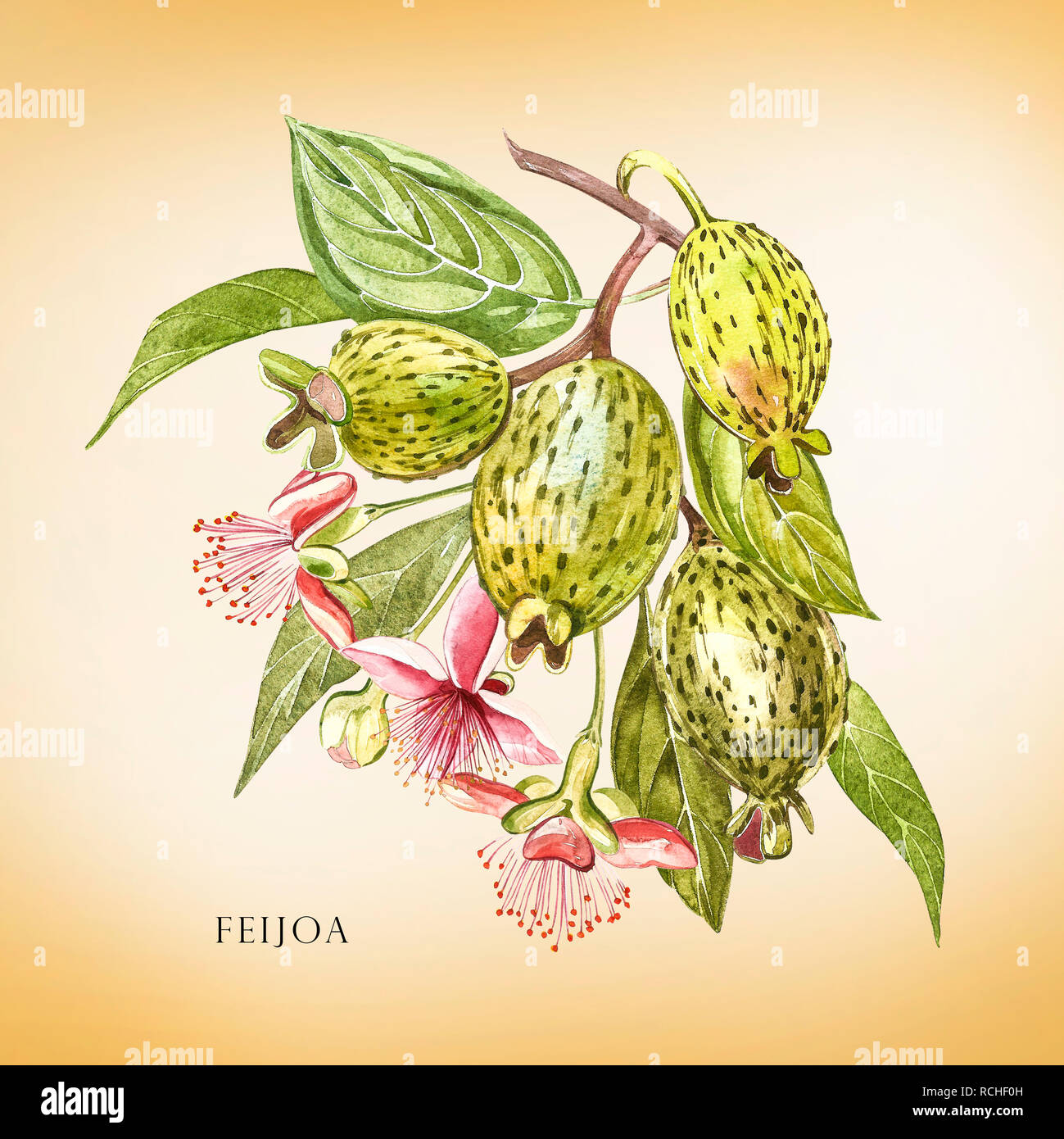 Watercolor illustration feijoa plant. Hand drawn watercolor painting on ...