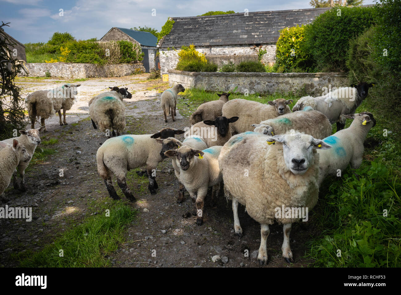 Ruan, County Clare, Ireland Stock Photo - Alamy