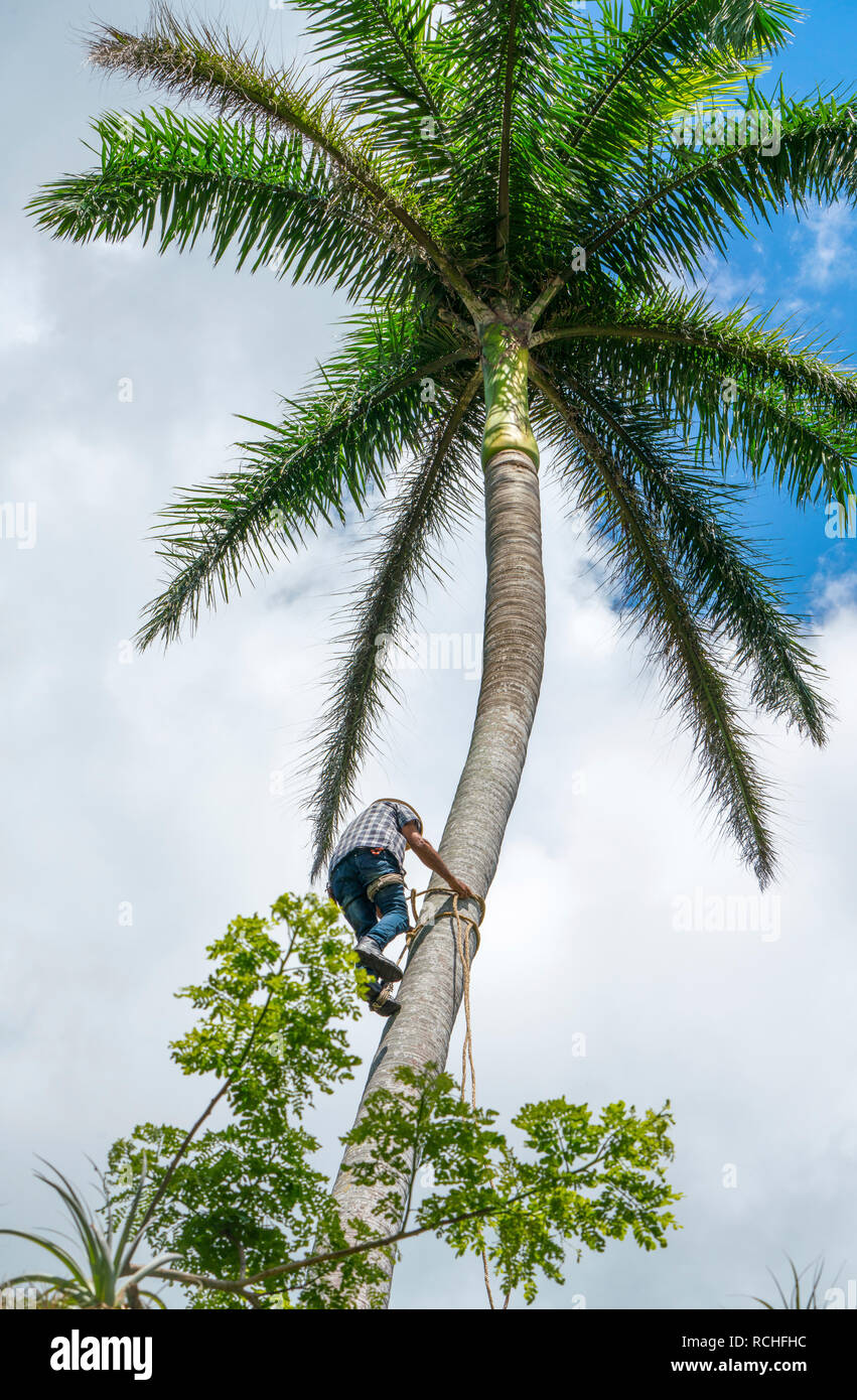 Adult male climbs tall coconut tree with rope to get coco nuts ...