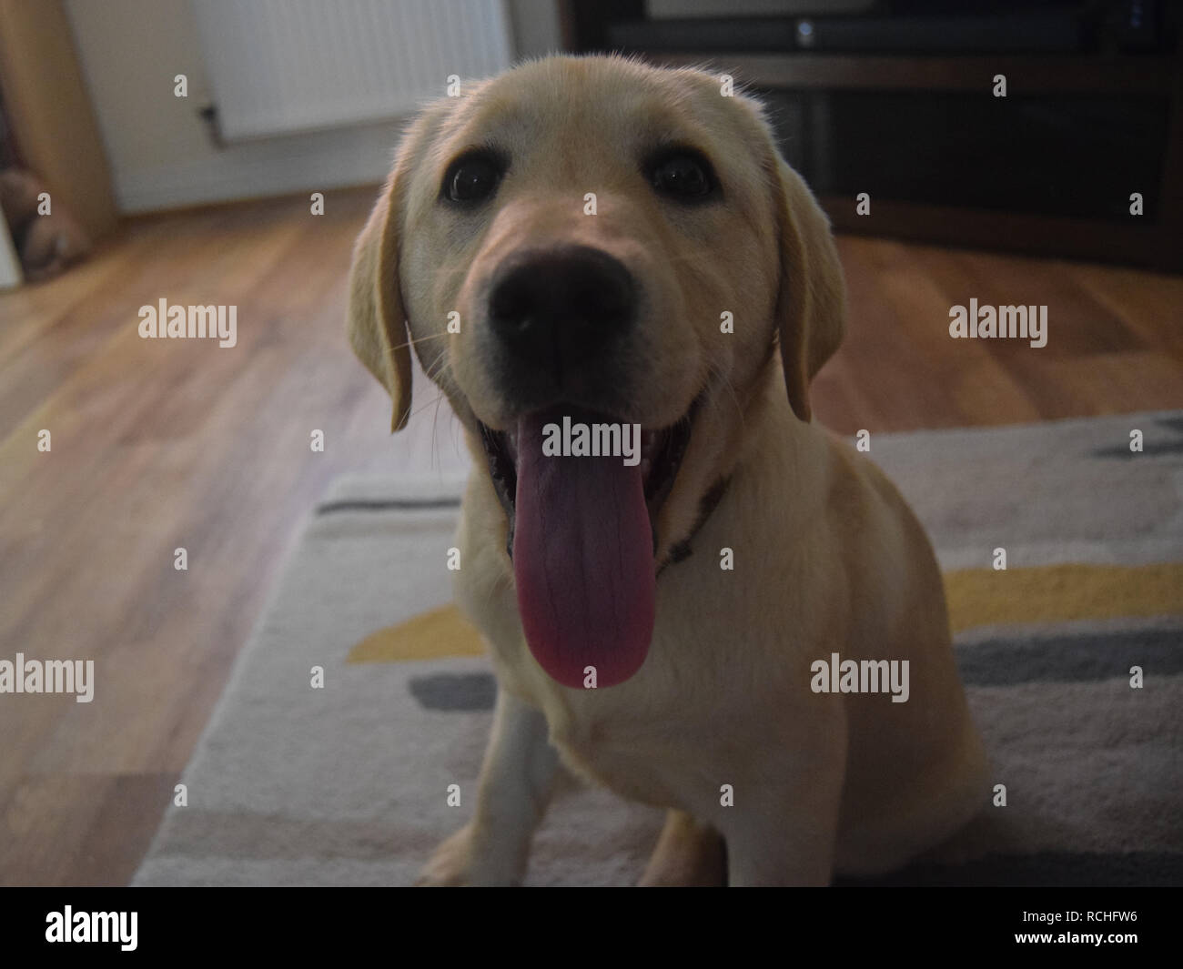 Golden Labrador Puppy 071218 Stock Photo - Alamy