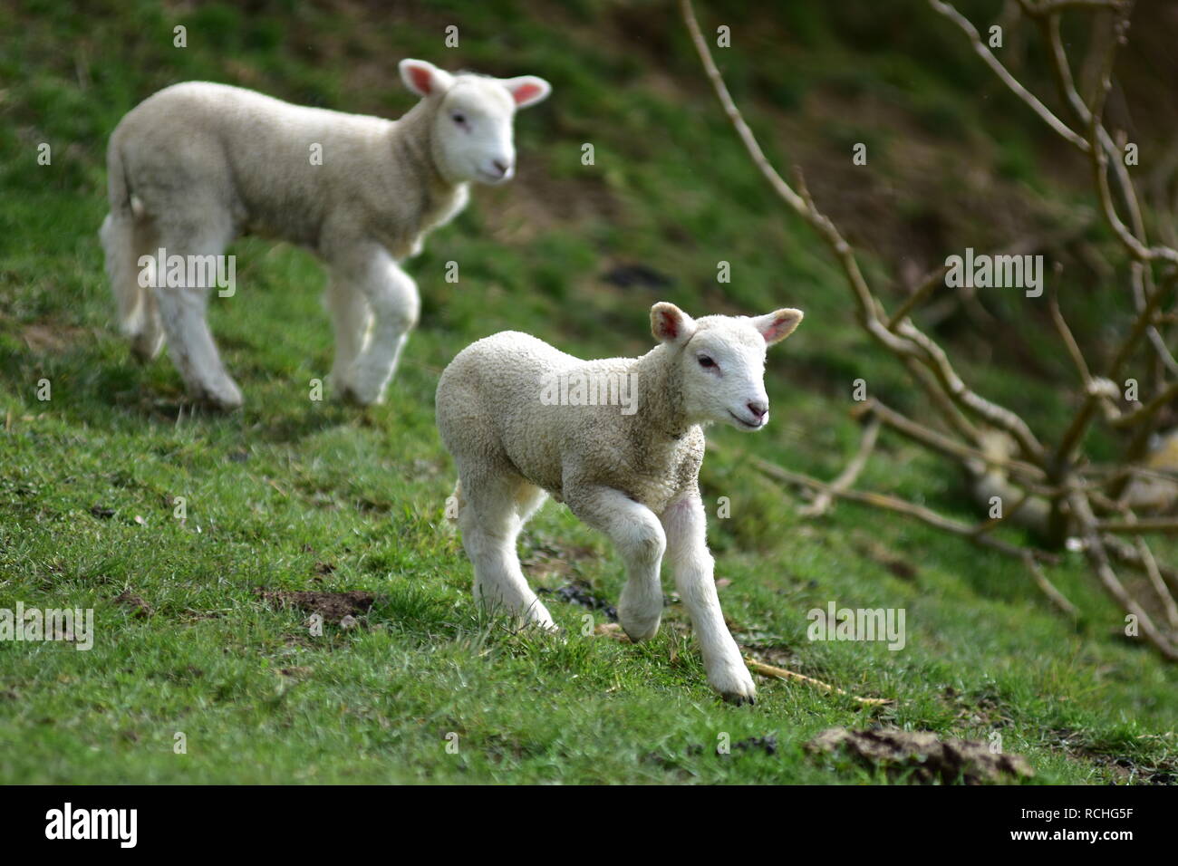 Baby Lamb Running High Resolution Stock Photography and Images - Alamy