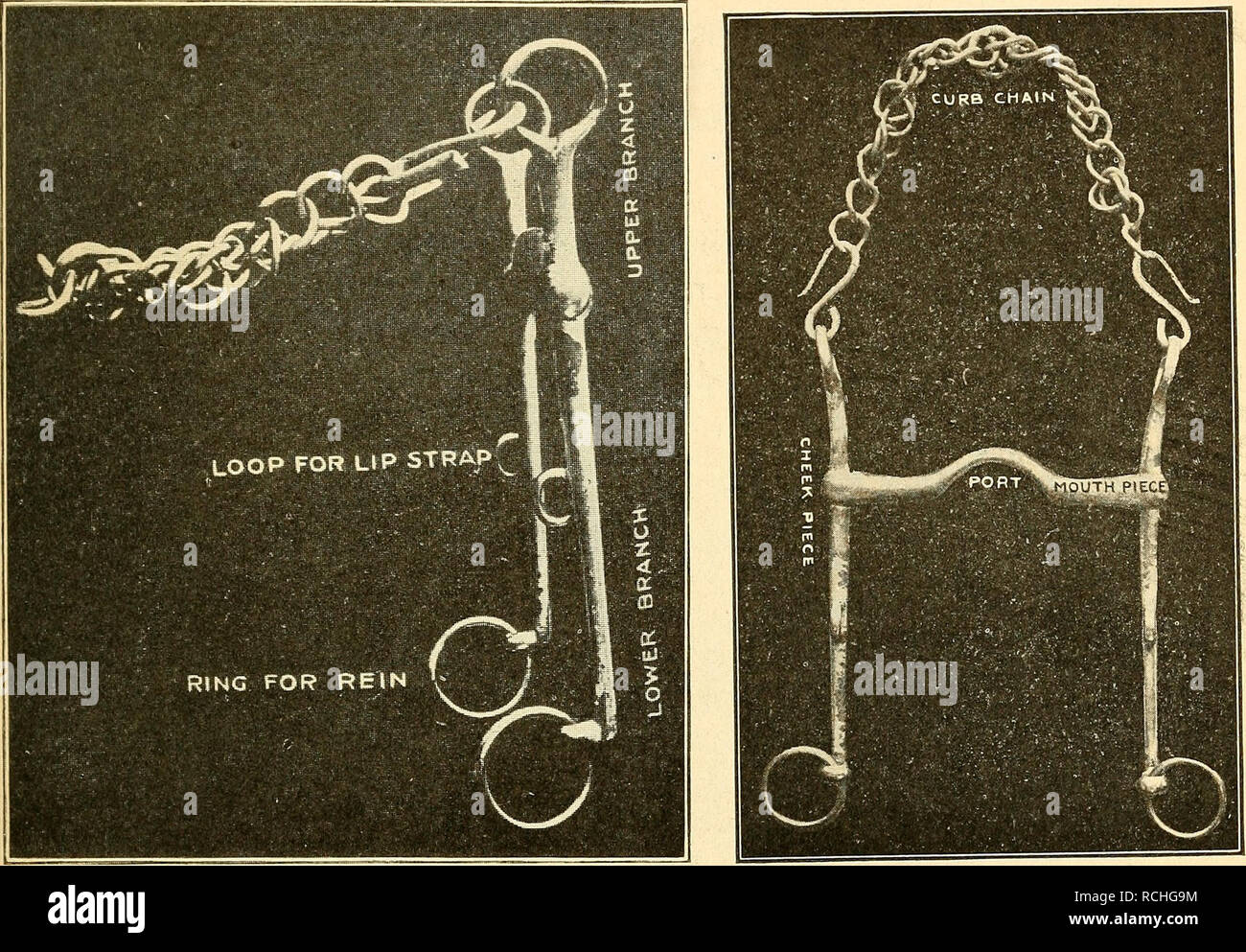 . Elements of hippology. Horses. ELEMENTS OF HIPPOLOGY. 75. Figure 51 ...