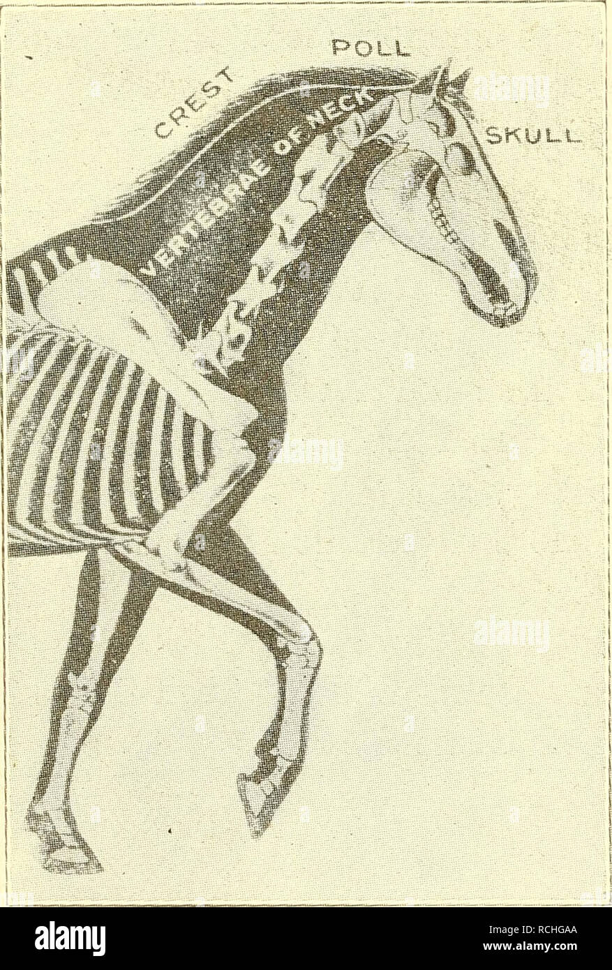 . Elements of hippology. Horses. CHAPTER IV. THE HEAD AND NECK. The ...