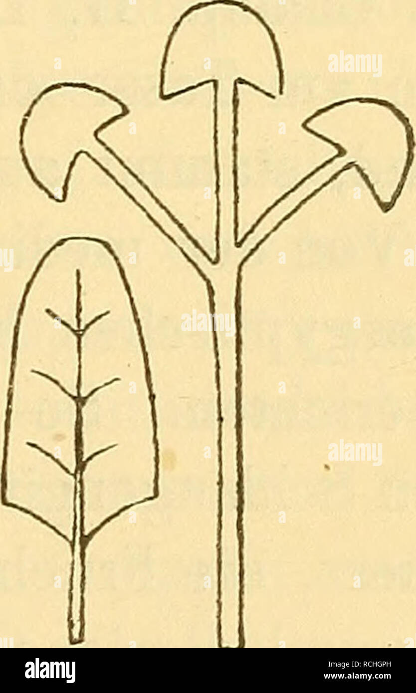 Meitin hi-res stock photography and images - Alamy