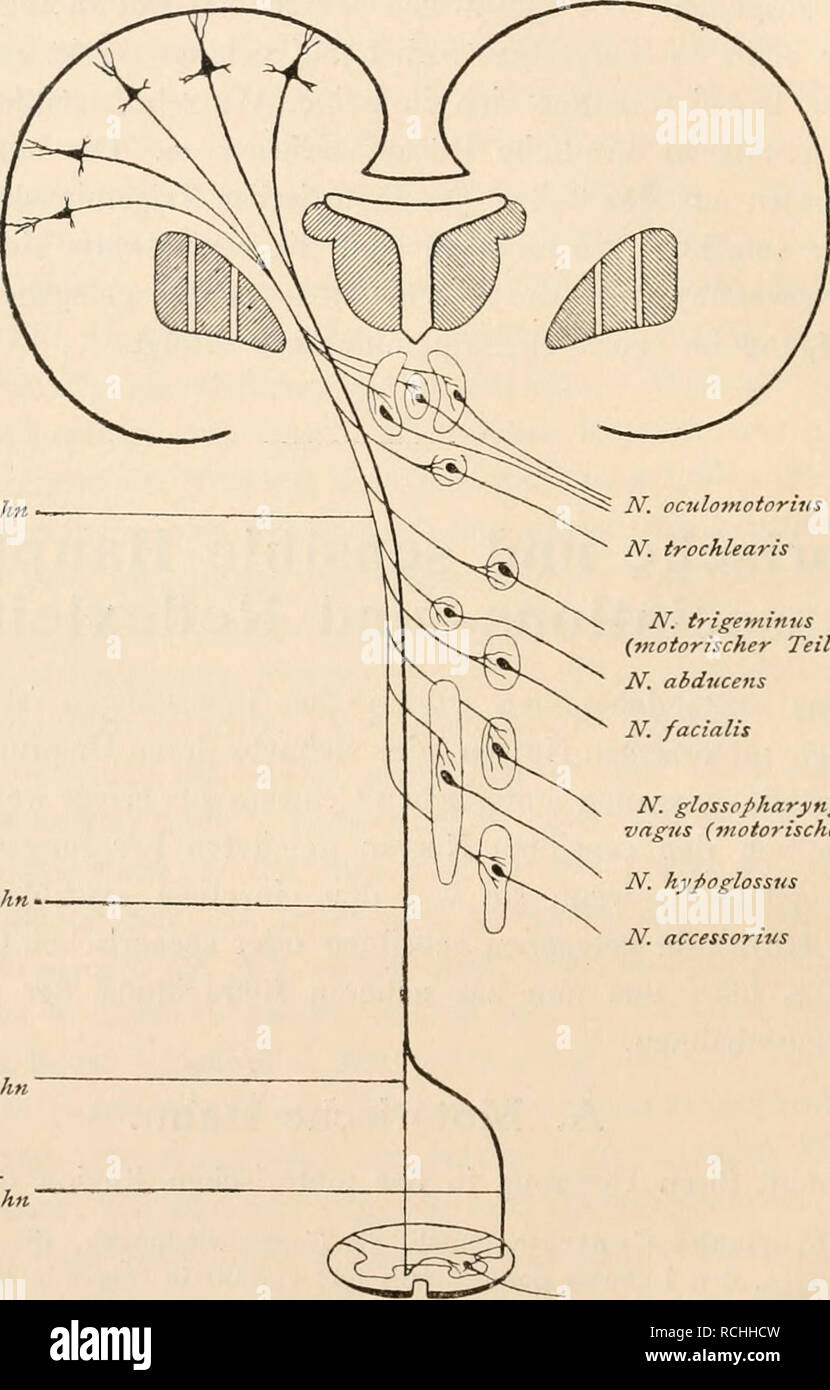 Kopf muskulatur hi-res stock photography and images - Alamy