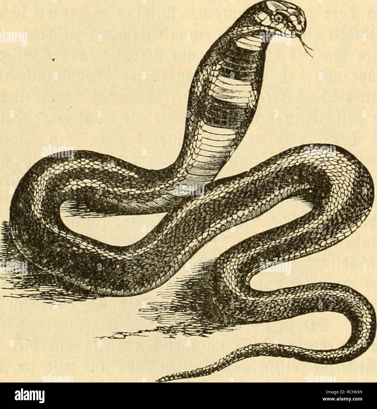 Sepedon hi-res stock photography and images - Alamy