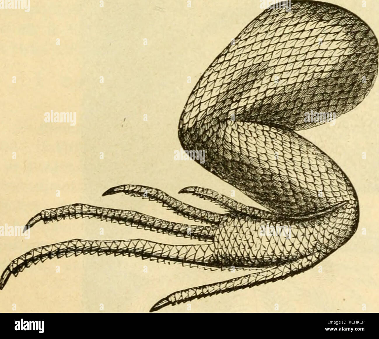 Eguan hi-res stock photography and images - Alamy