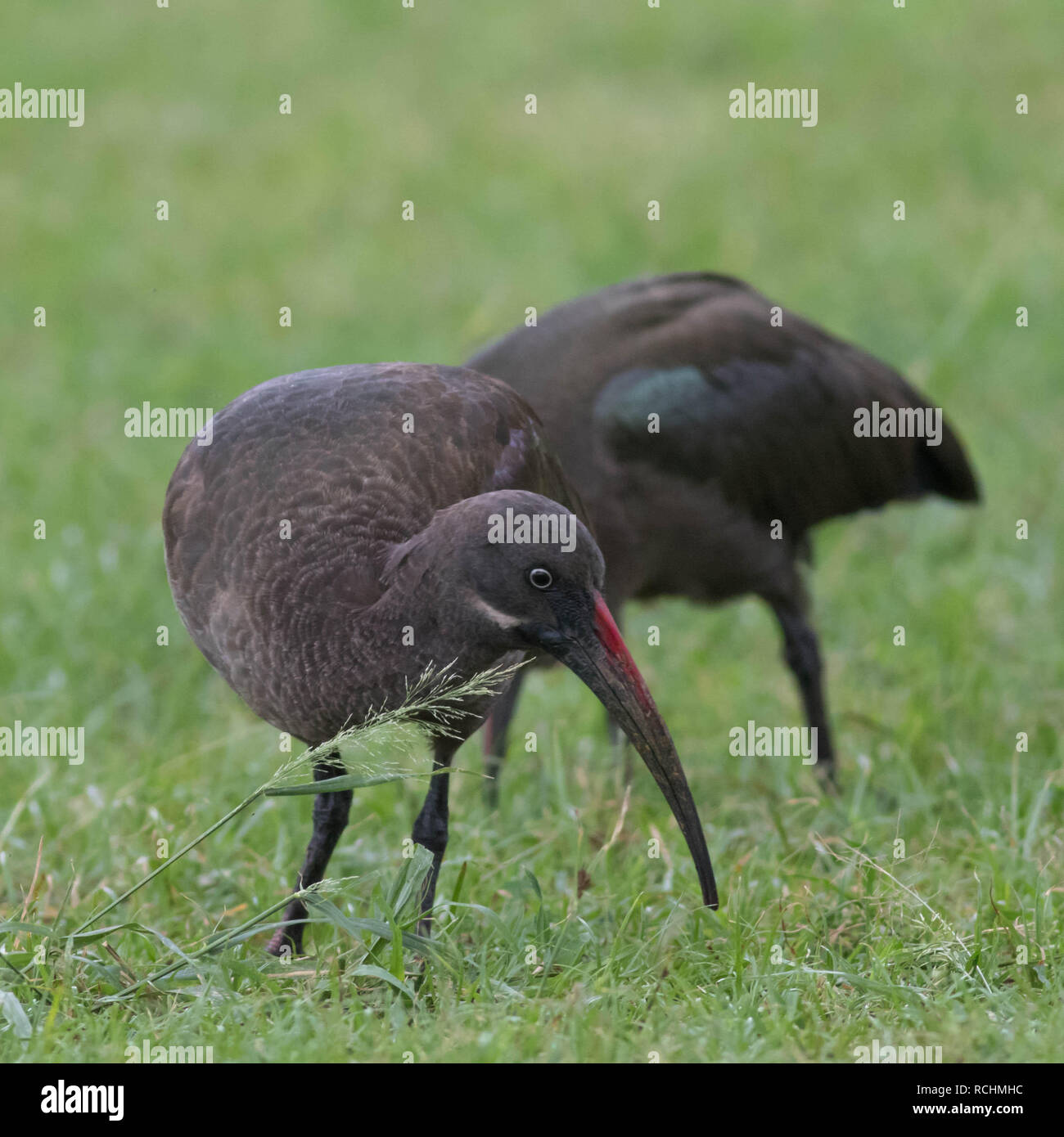 Glossy ibis illustration hi-res stock photography and images - Alamy