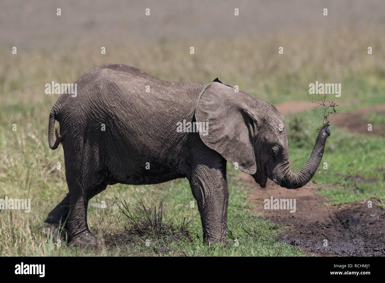 elephant playing with mud Stock Photo - Alamy