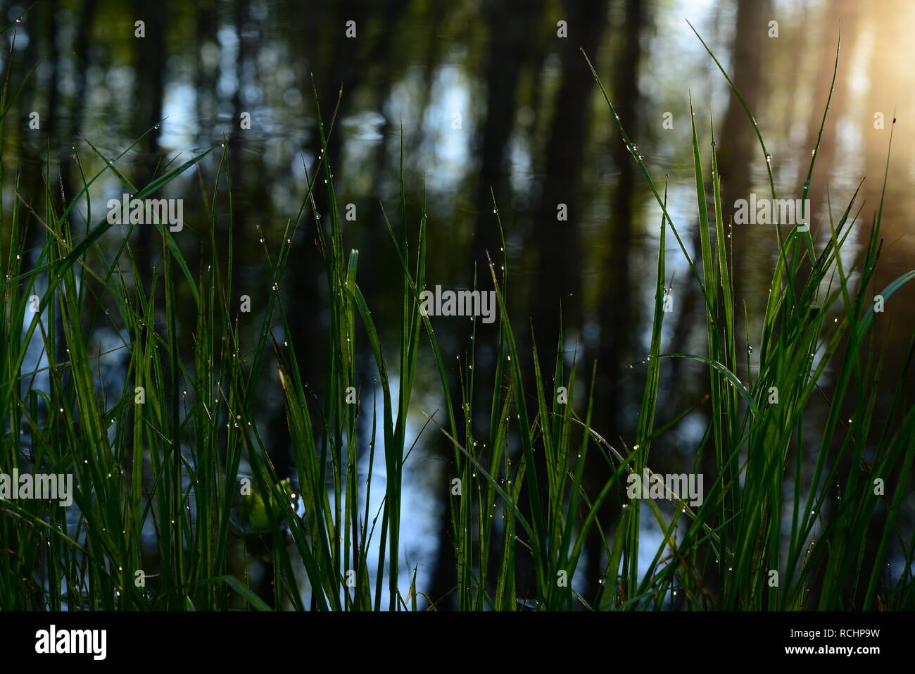 Green grass on riverside in hi-res stock photography and images - Alamy