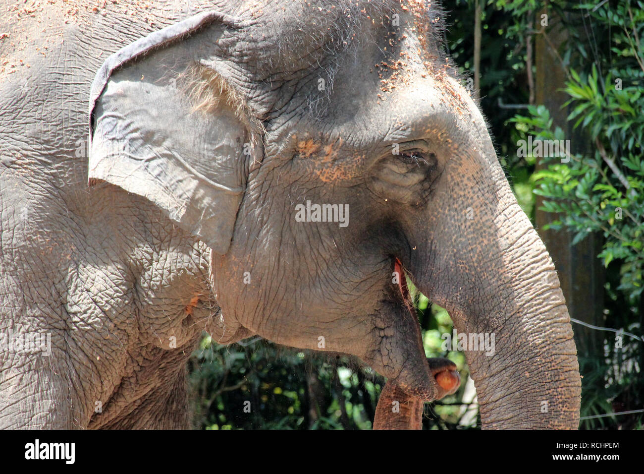 An elephant in a zoo in Singapore Stock Photo - Alamy