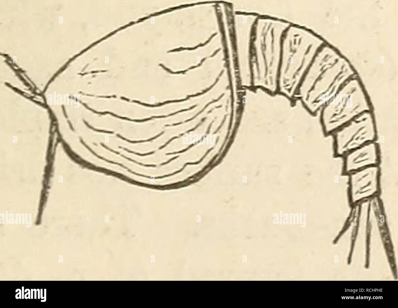 Cyrtoceras hi-res stock photography and images - Alamy