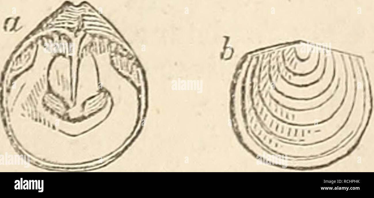 Obolus hi-res stock photography and images - Alamy